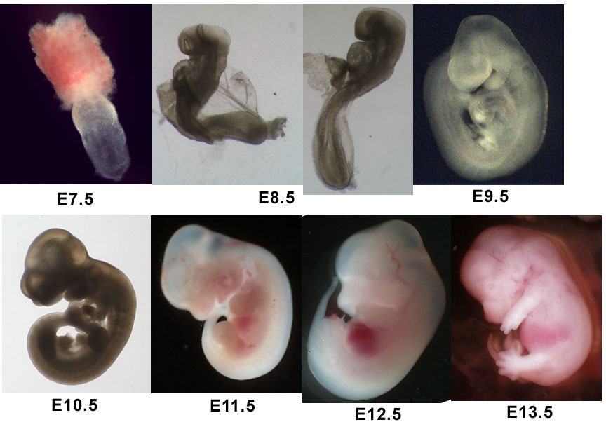 Moluse embryo staging